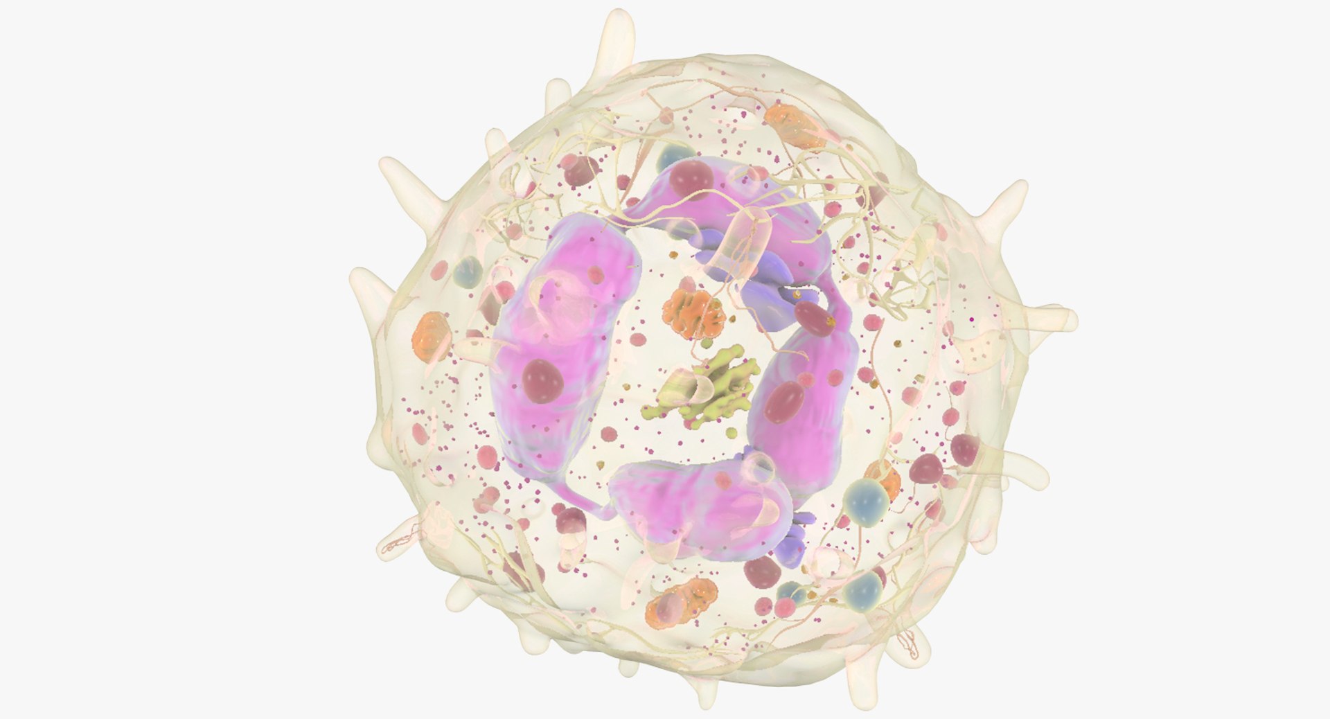 Neutrophil cells azurophilic 3D model - TurboSquid 1268922