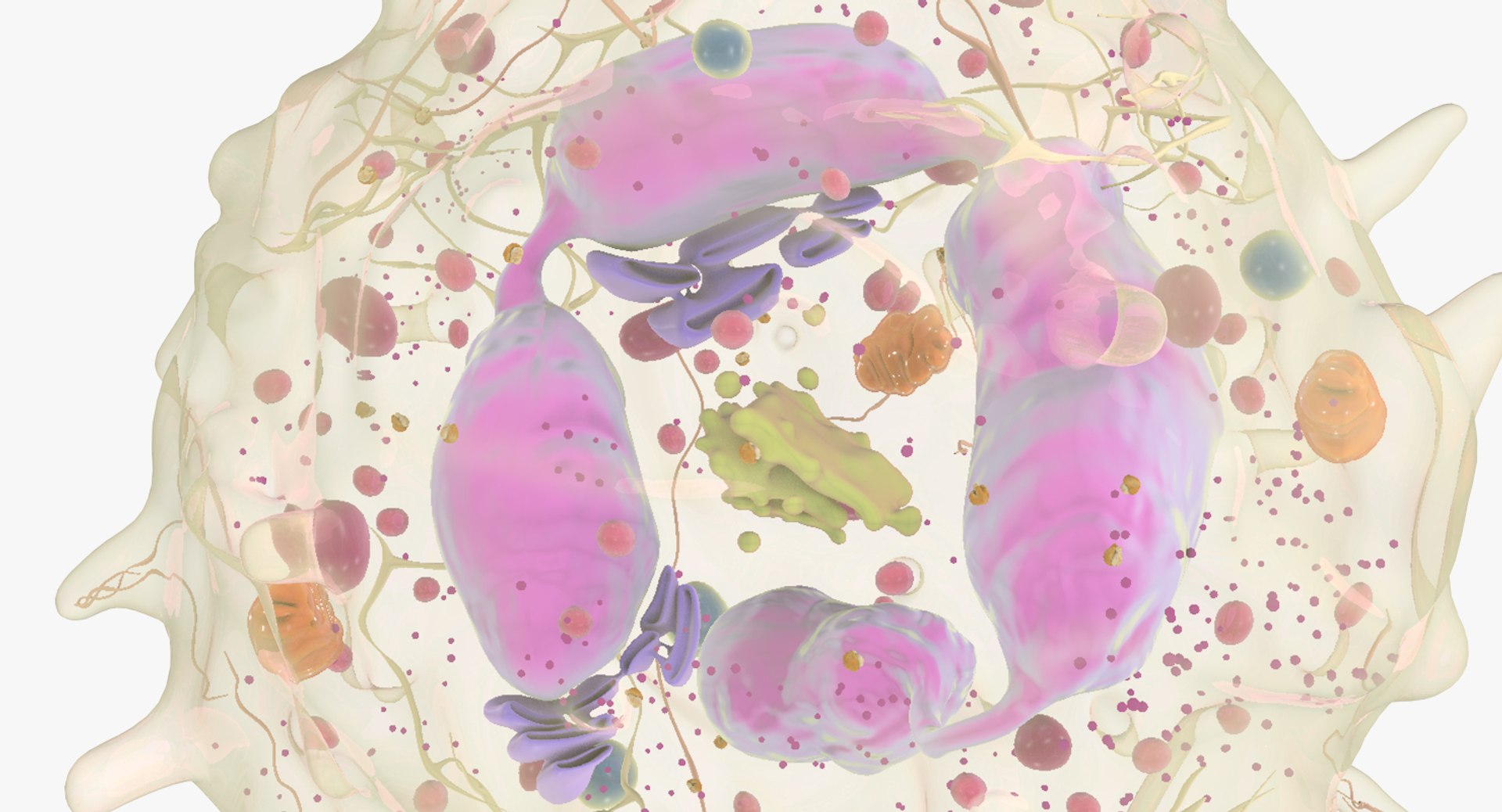 Neutrophil cells azurophilic 3D model - TurboSquid 1268922