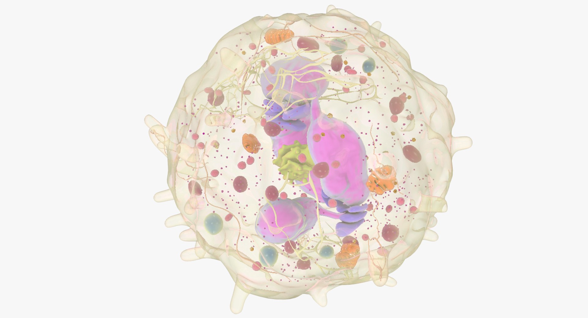 Neutrophil cells azurophilic 3D model - TurboSquid 1268922