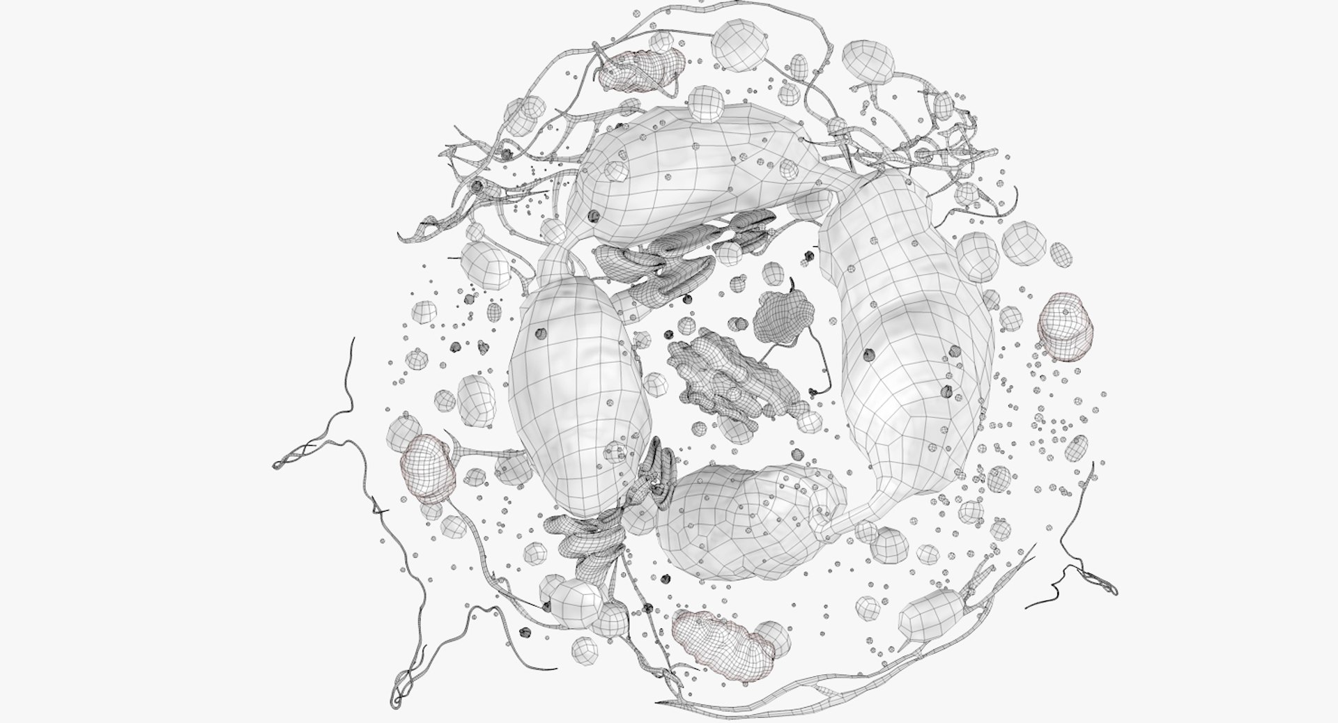 Neutrophil cells azurophilic 3D model - TurboSquid 1268922