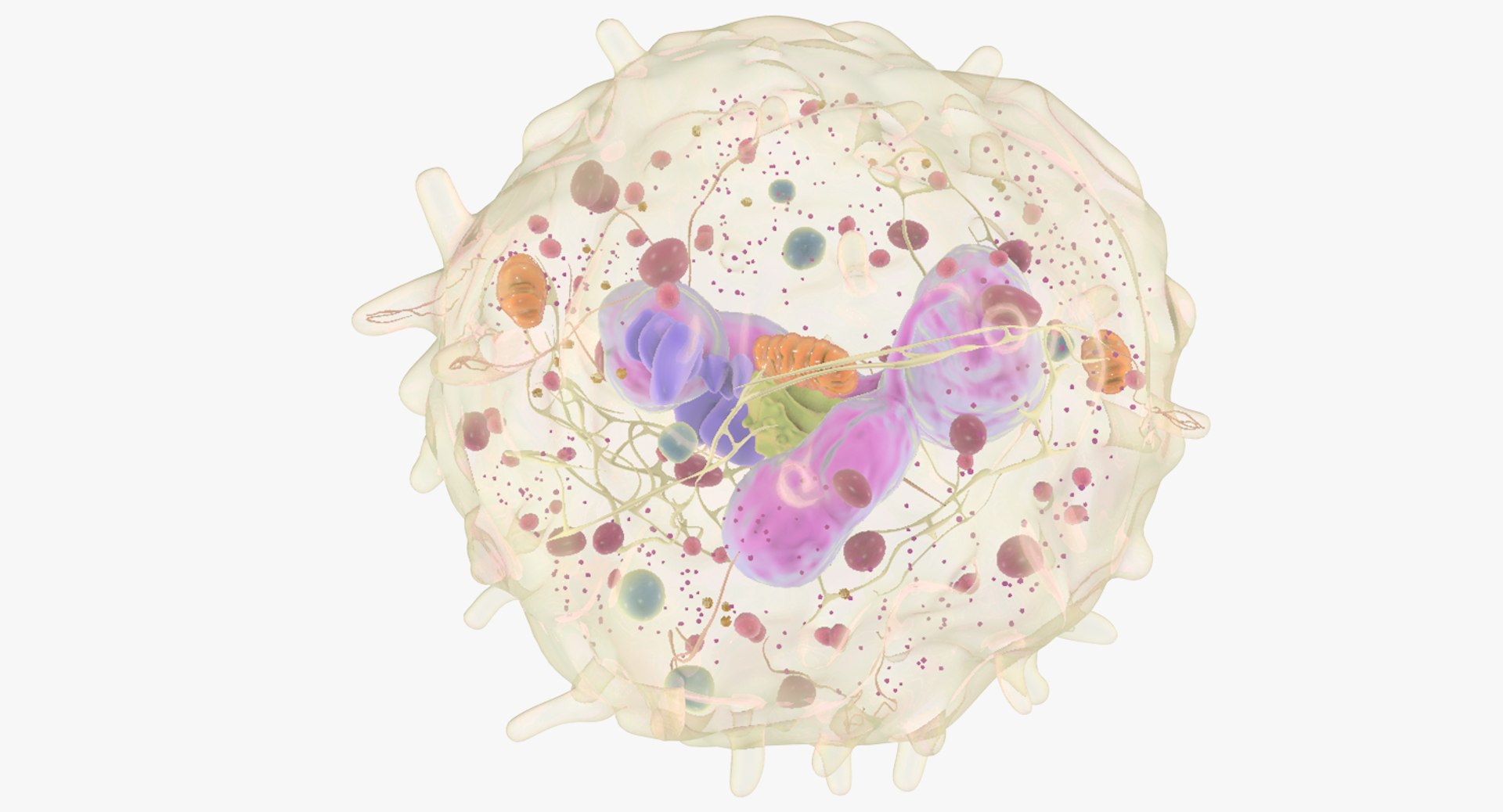 Neutrophil cells azurophilic 3D model - TurboSquid 1268922