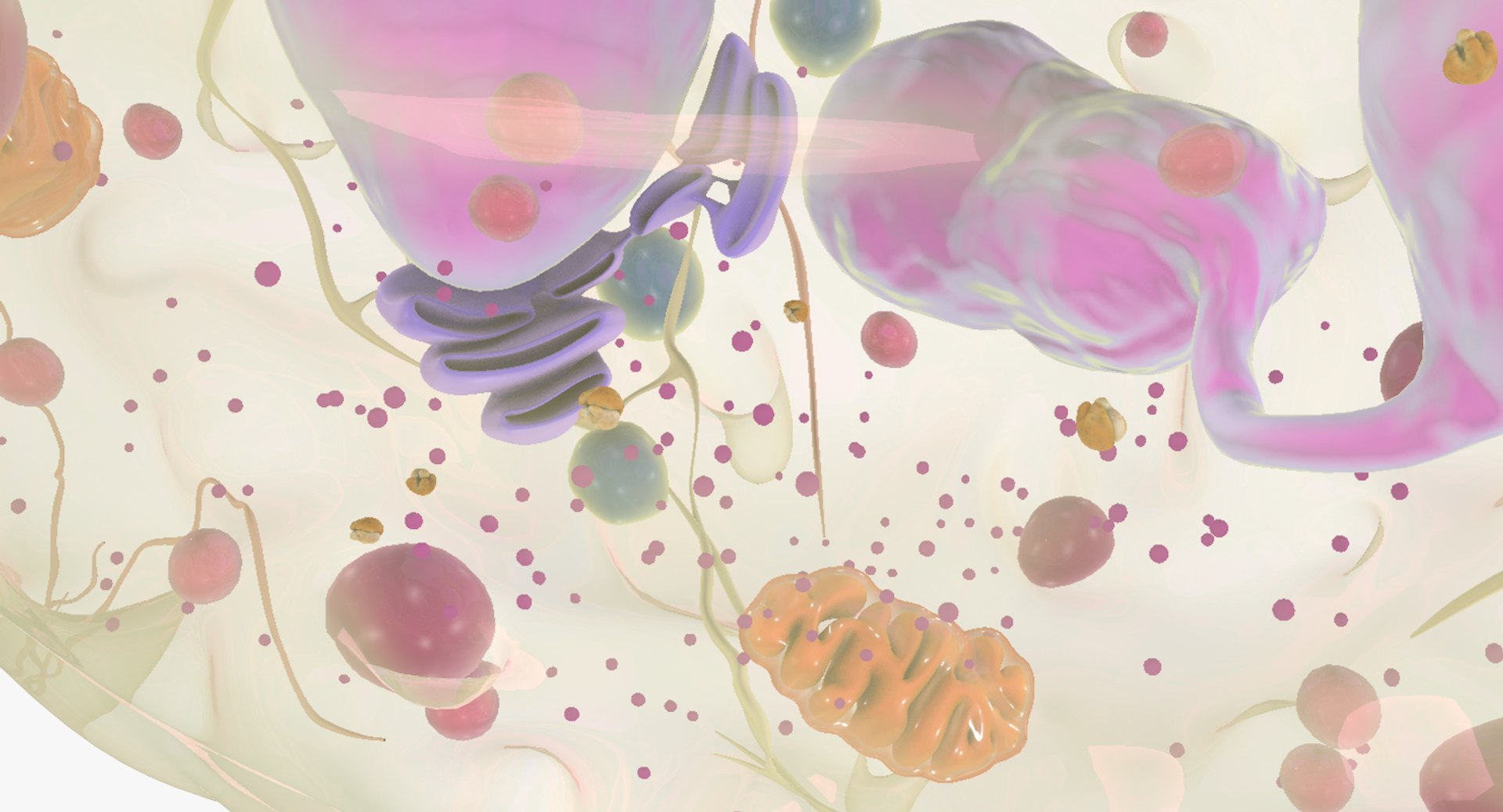 Neutrophil cells azurophilic 3D model - TurboSquid 1268922