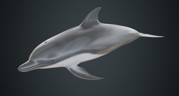 Dolphin Blender Models for Download | TurboSquid