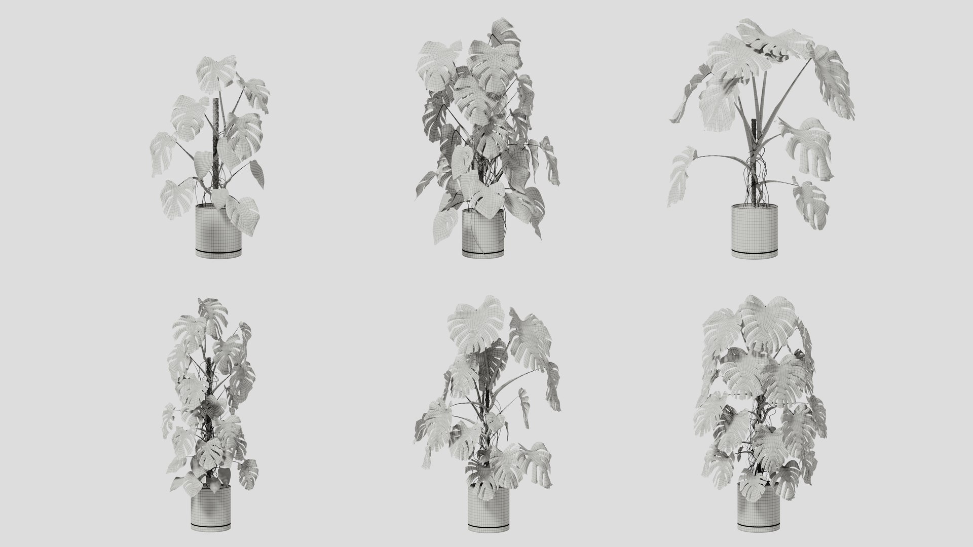 Monstera Deliciosa - Swiss Cheese Plant- In Pot Set Of 6 Plants 3D ...