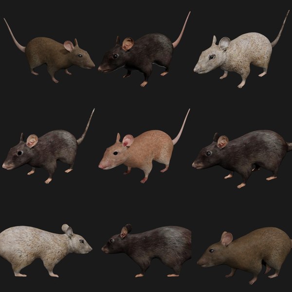 3d rat fur