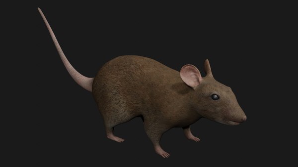 Rat rigged 3D model - TurboSquid 1661517