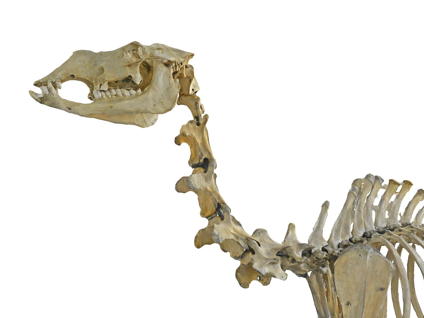 3D Camel Skeleton Hd - TurboSquid 1567623