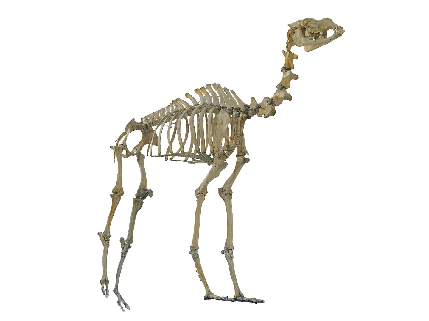 3D Camel Skeleton Hd - TurboSquid 1567623