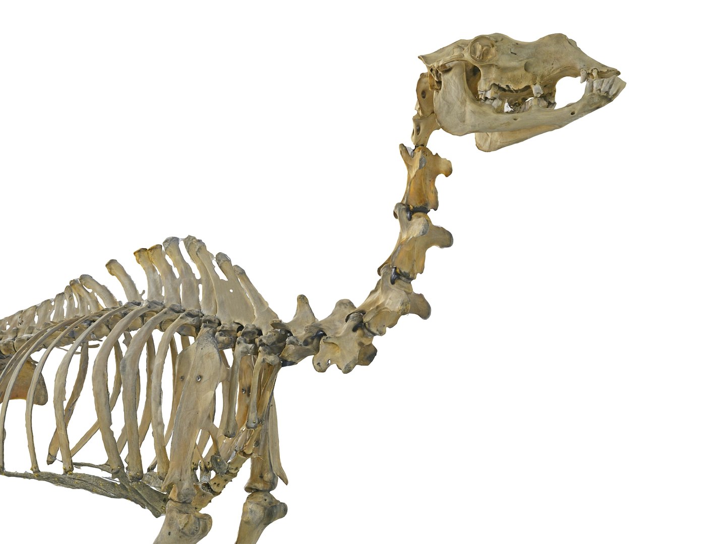 3D Camel Skeleton Hd - TurboSquid 1567623