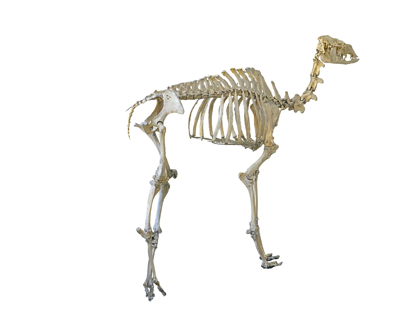 3D Camel Skeleton Hd - TurboSquid 1567623