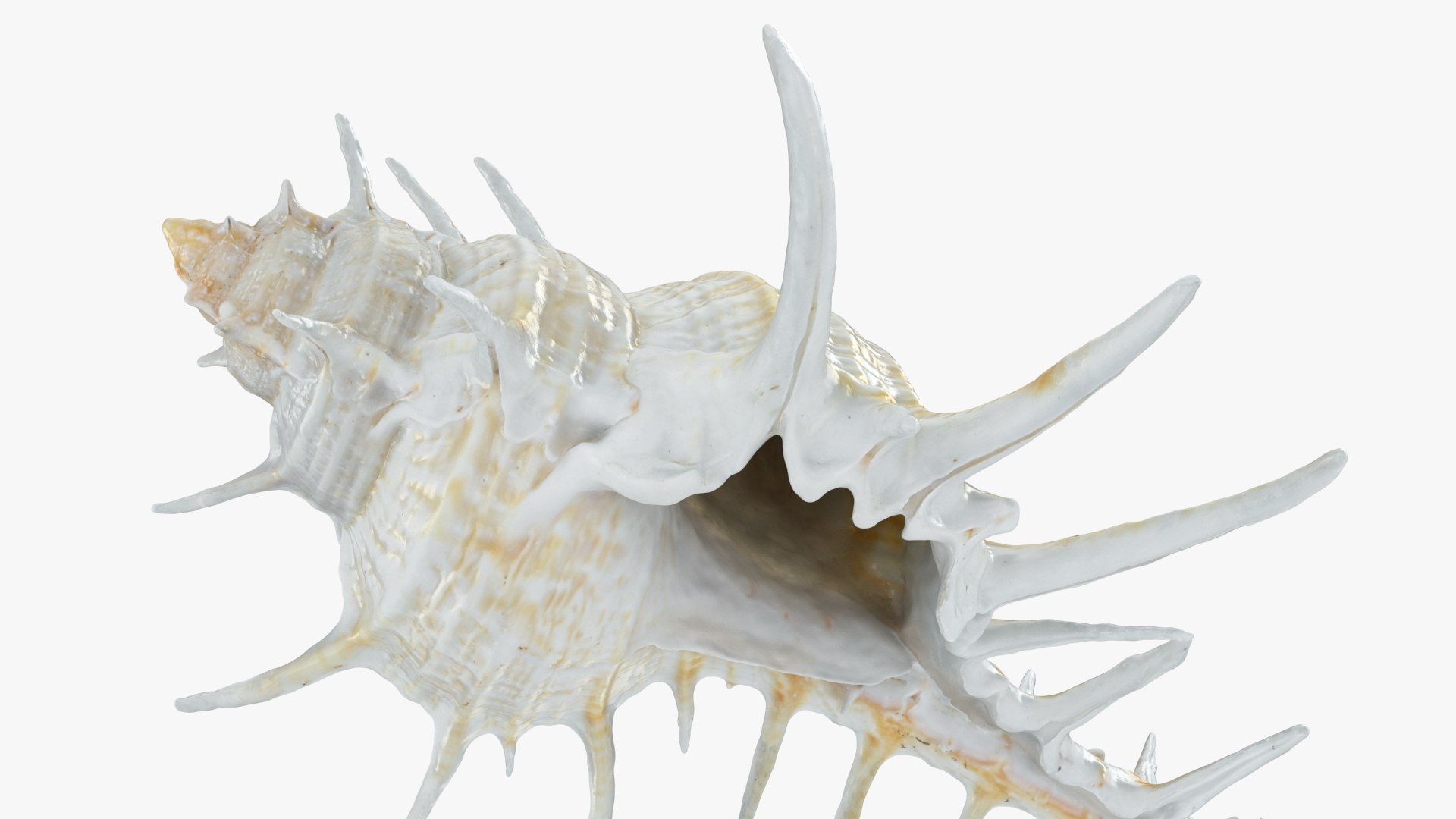 Murex Ternispina 3D - TurboSquid 2375735