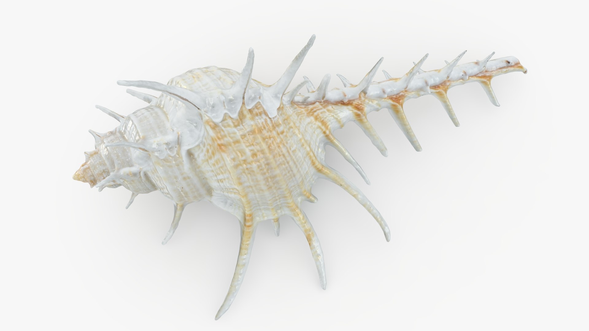 Murex Ternispina 3D - TurboSquid 2375735