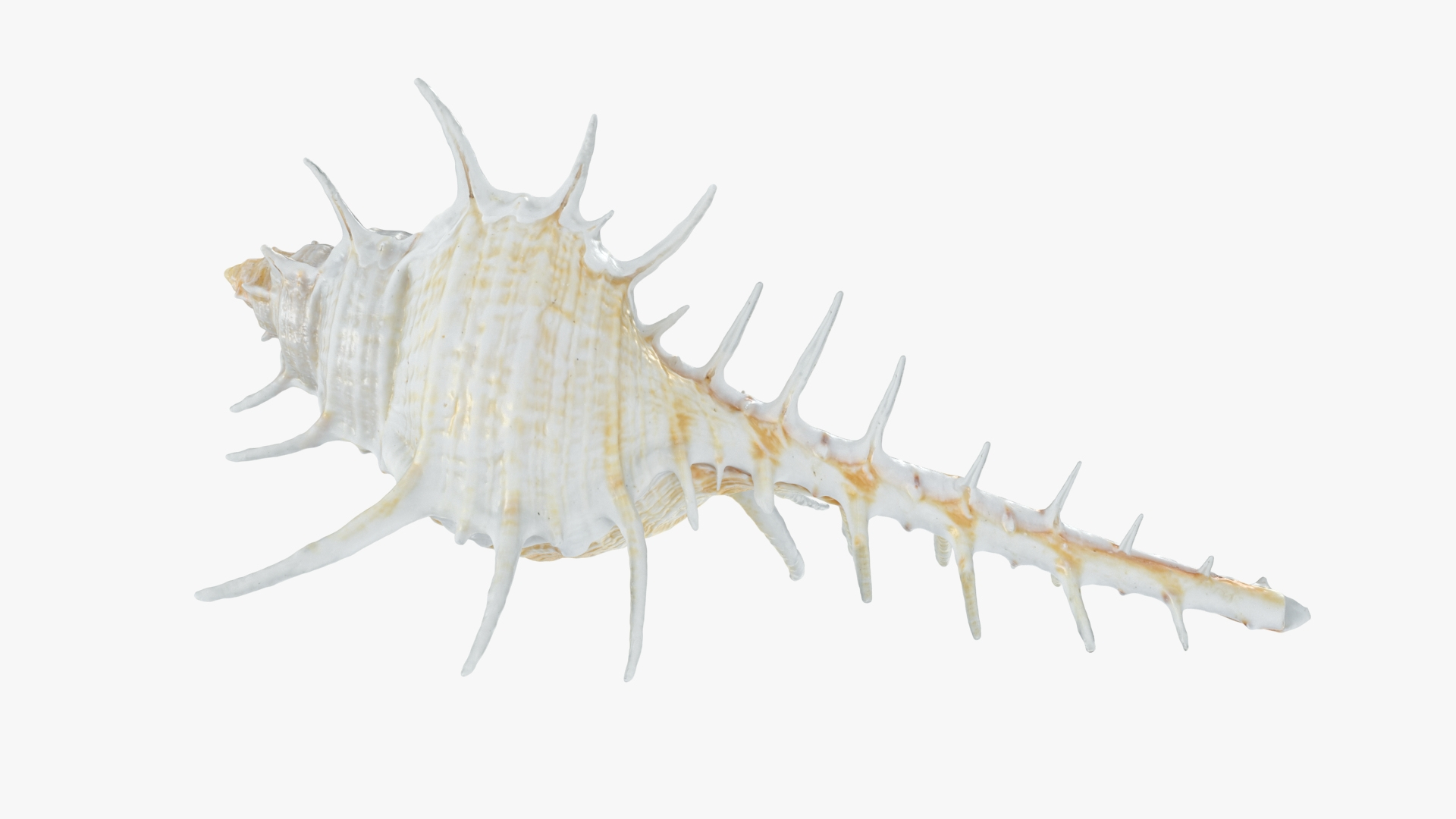 Murex Ternispina 3D - TurboSquid 2375735