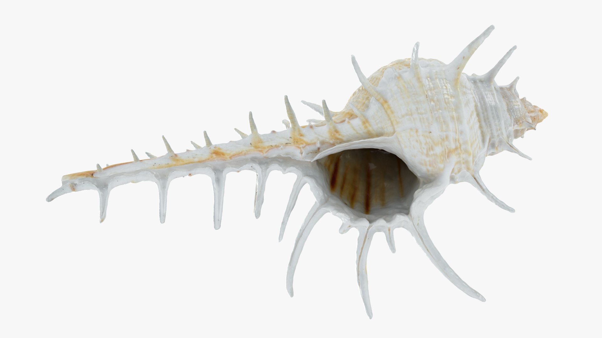 Murex Ternispina 3D - TurboSquid 2375735