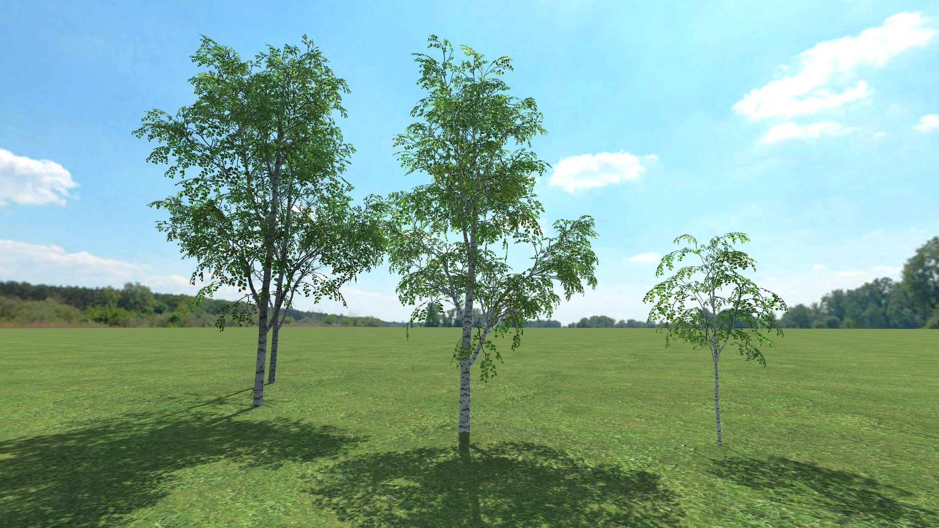 3D model Birch - TurboSquid 1749646