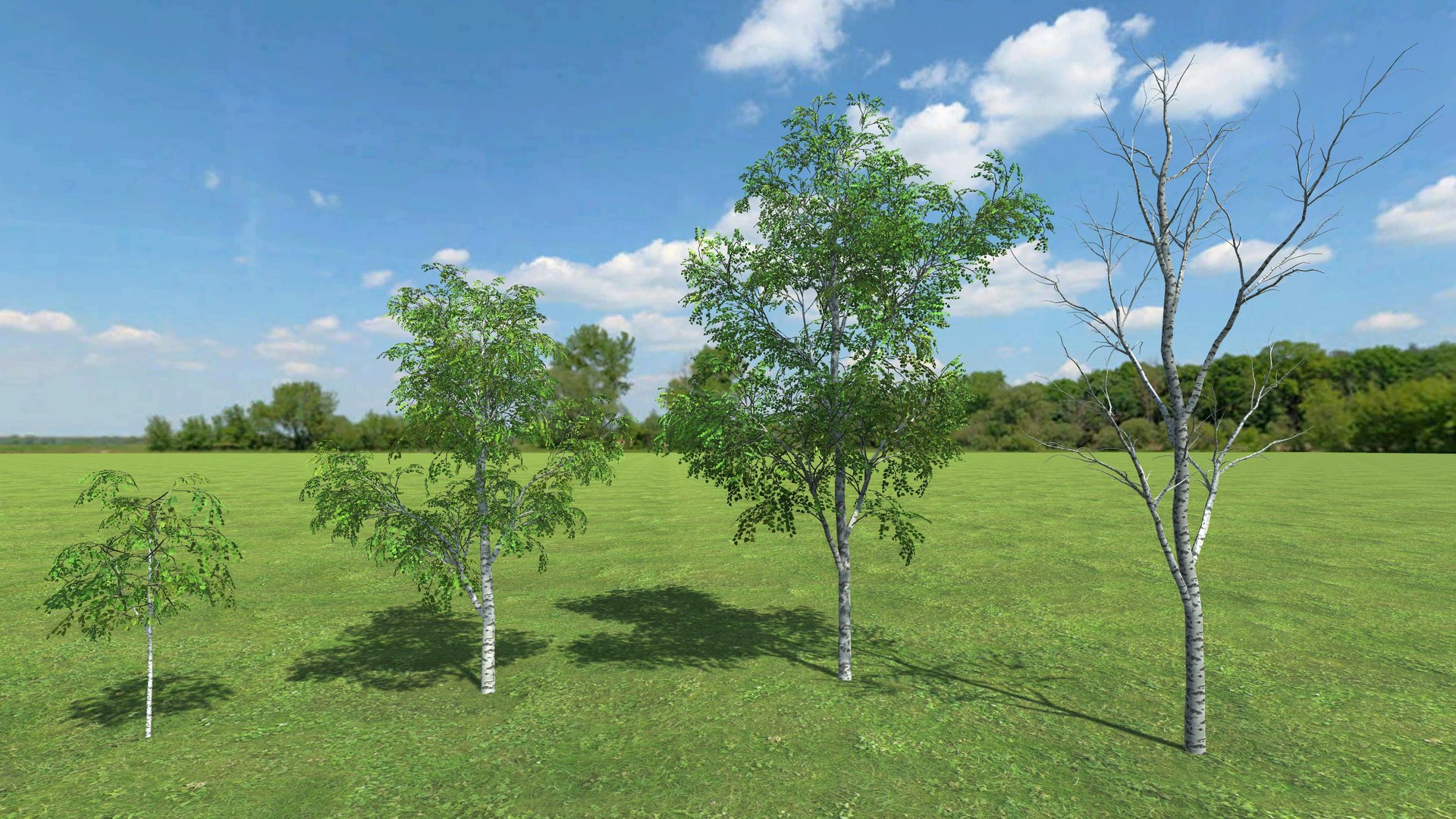 3D model Birch - TurboSquid 1749646