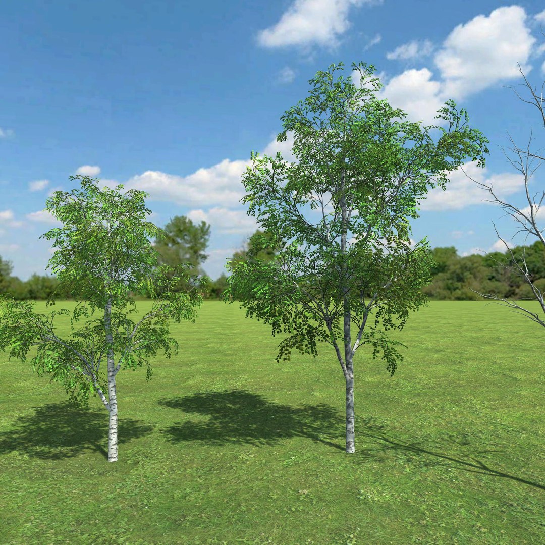 3D model Birch - TurboSquid 1749646