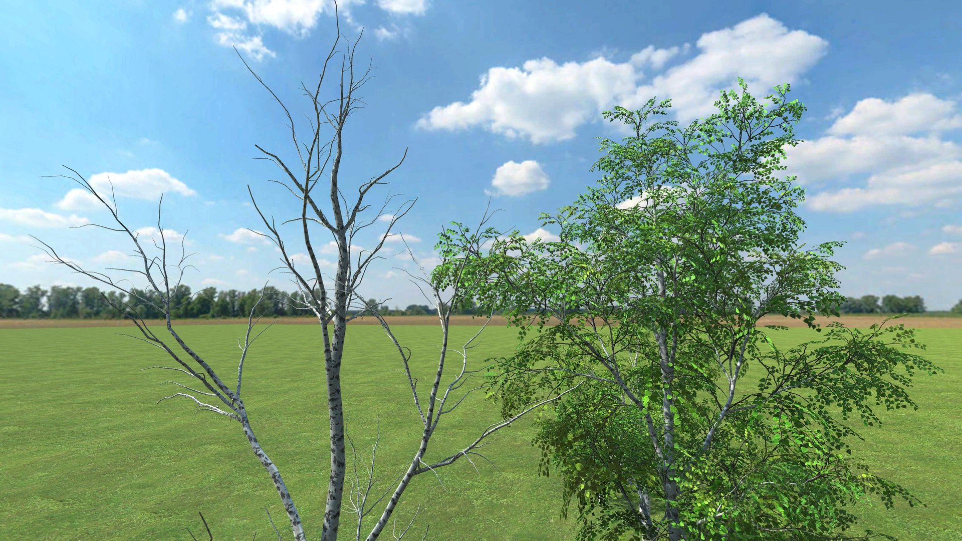 3D model Birch - TurboSquid 1749646