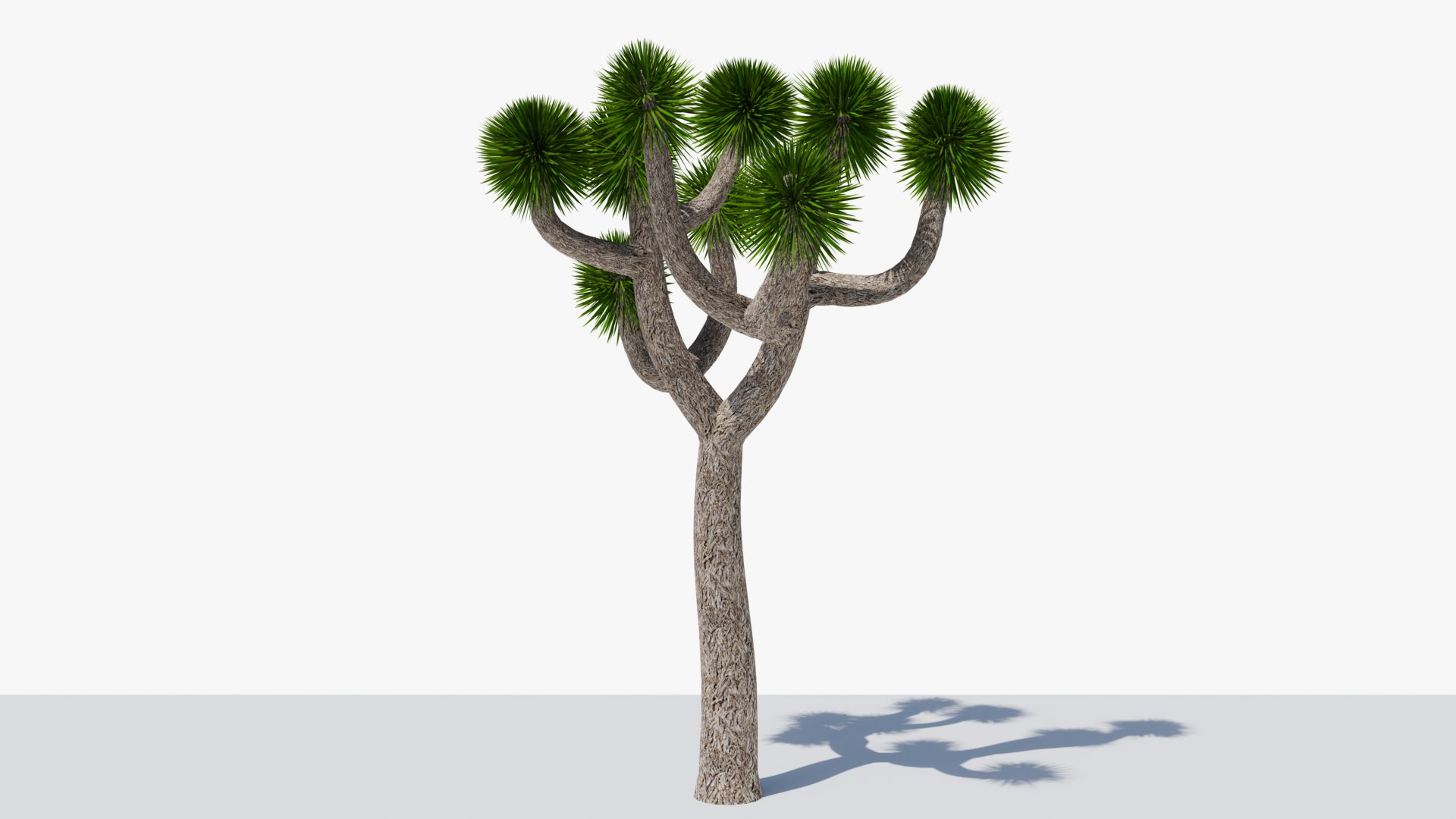 Joshua Tree Or Yucca Palm V10 3D Model - TurboSquid 2045029