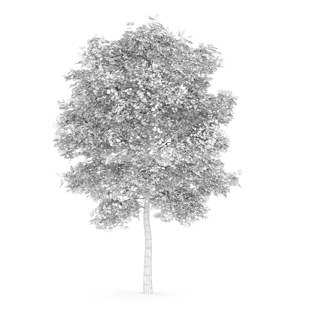 Tree Birch M 3d Model
