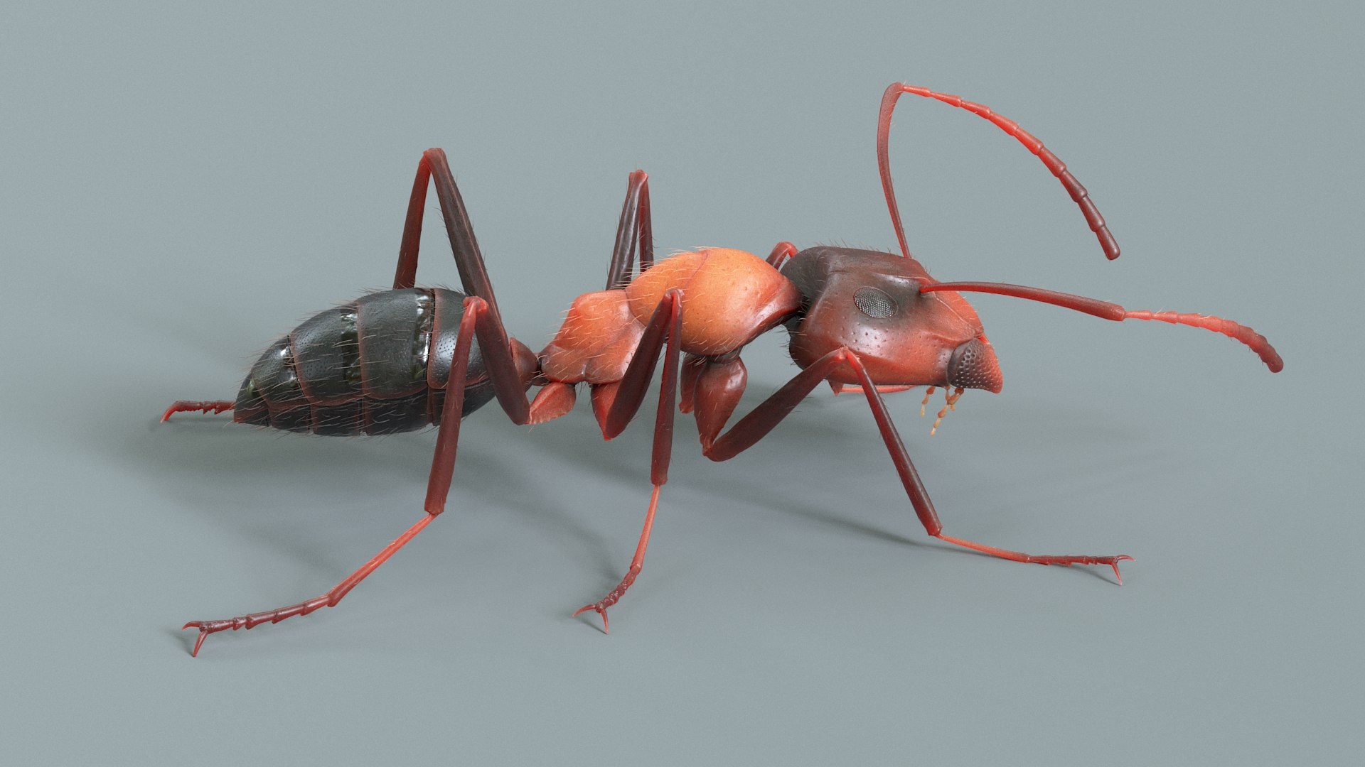 Red Ant Rigged 3D Model - TurboSquid 2223394