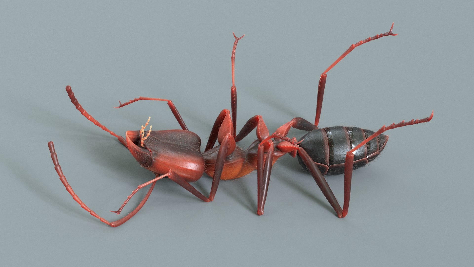 Red Ant Rigged 3D Model - TurboSquid 2223394