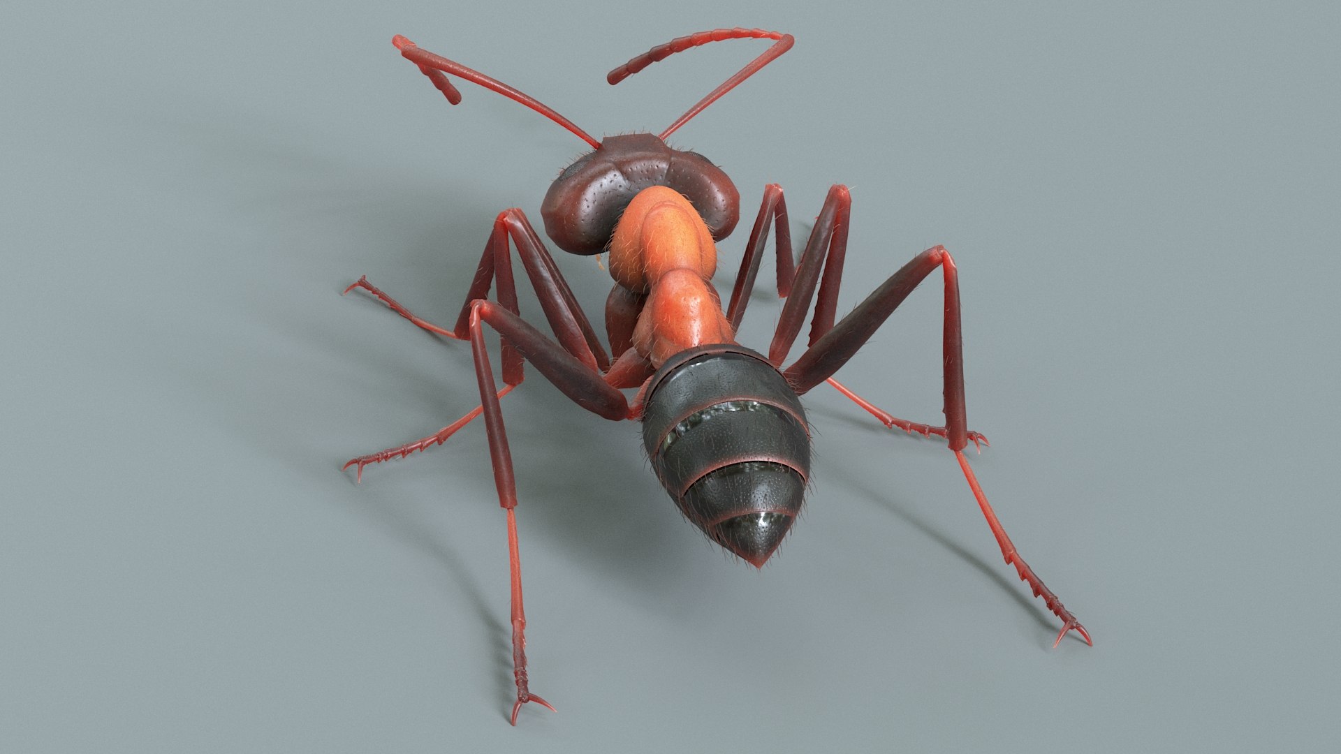 Red Ant Rigged 3D Model - TurboSquid 2223394