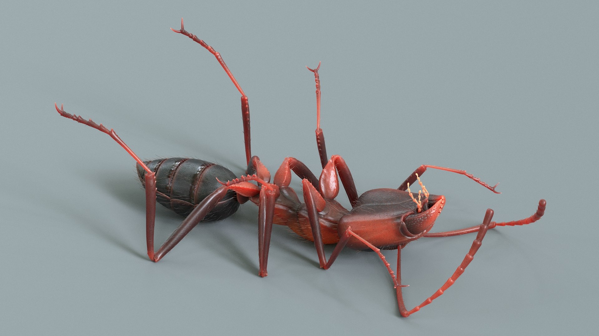 Red Ant Rigged 3D Model - TurboSquid 2223394