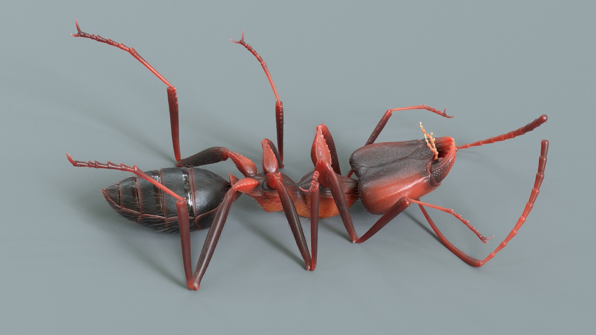 Red Ant Rigged 3D Model - TurboSquid 2223394