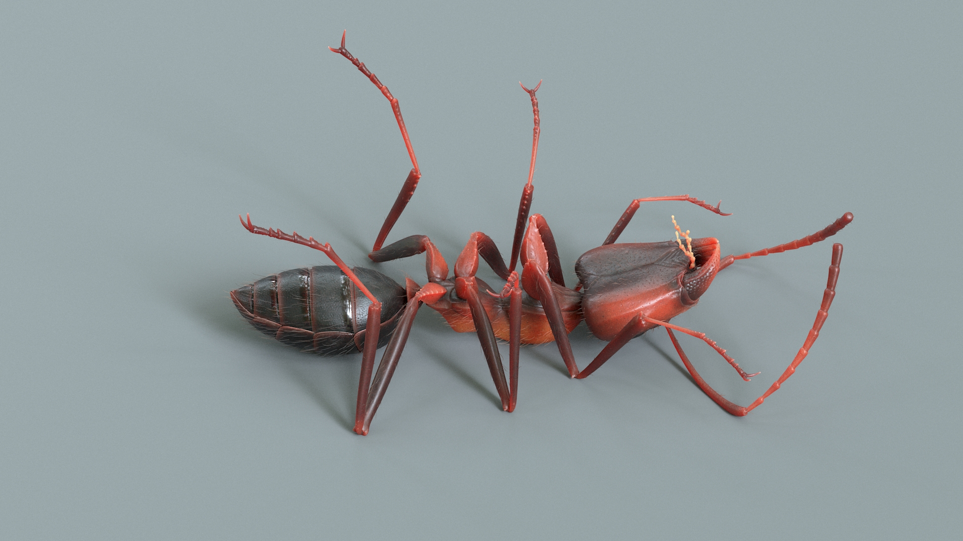 Red Ant Rigged 3D Model - TurboSquid 2223394