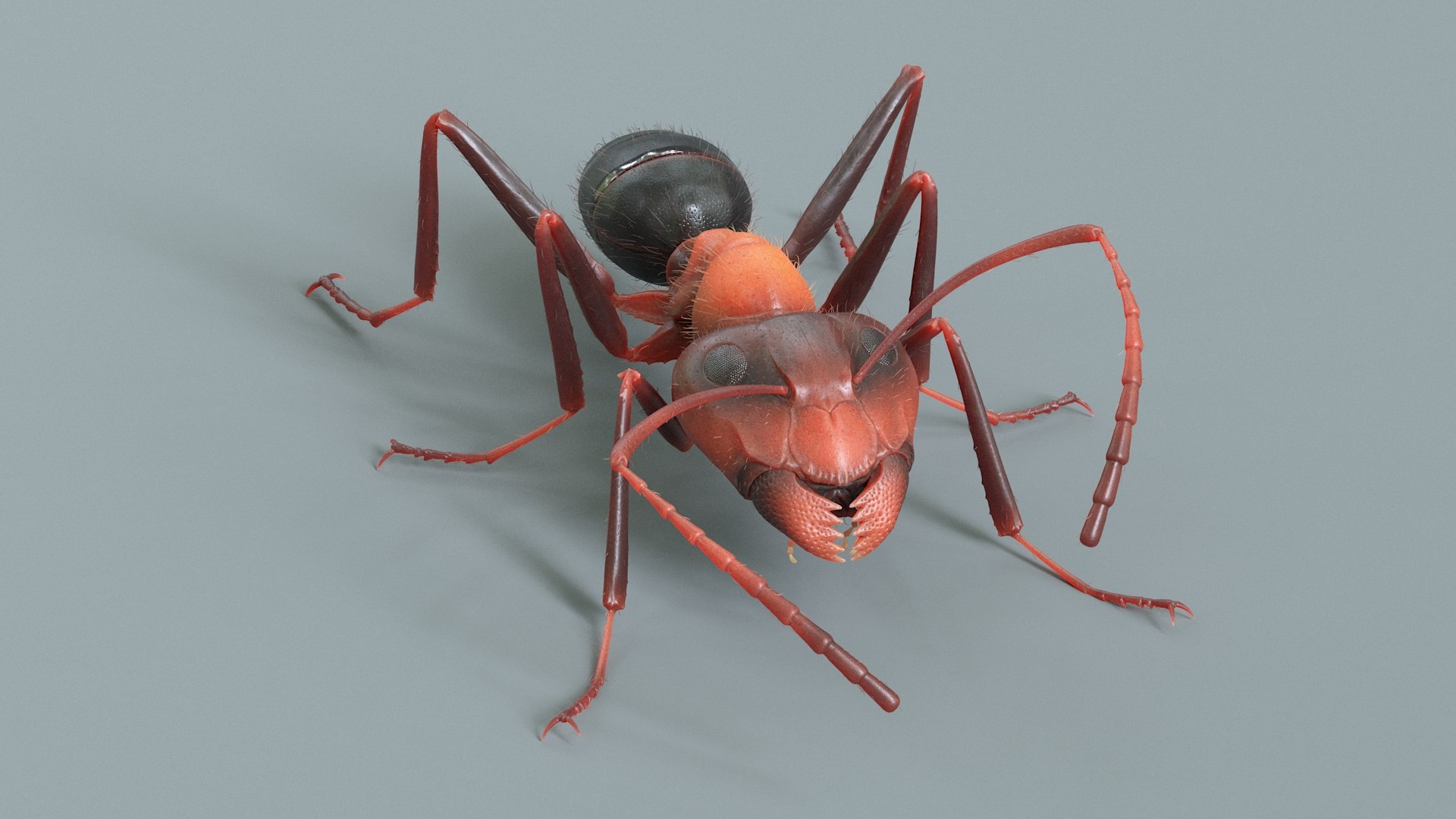 Red Ant Rigged 3D Model - TurboSquid 2223394