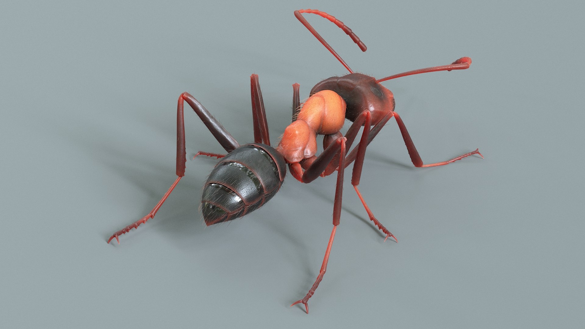 Red Ant Rigged 3D Model - TurboSquid 2223394
