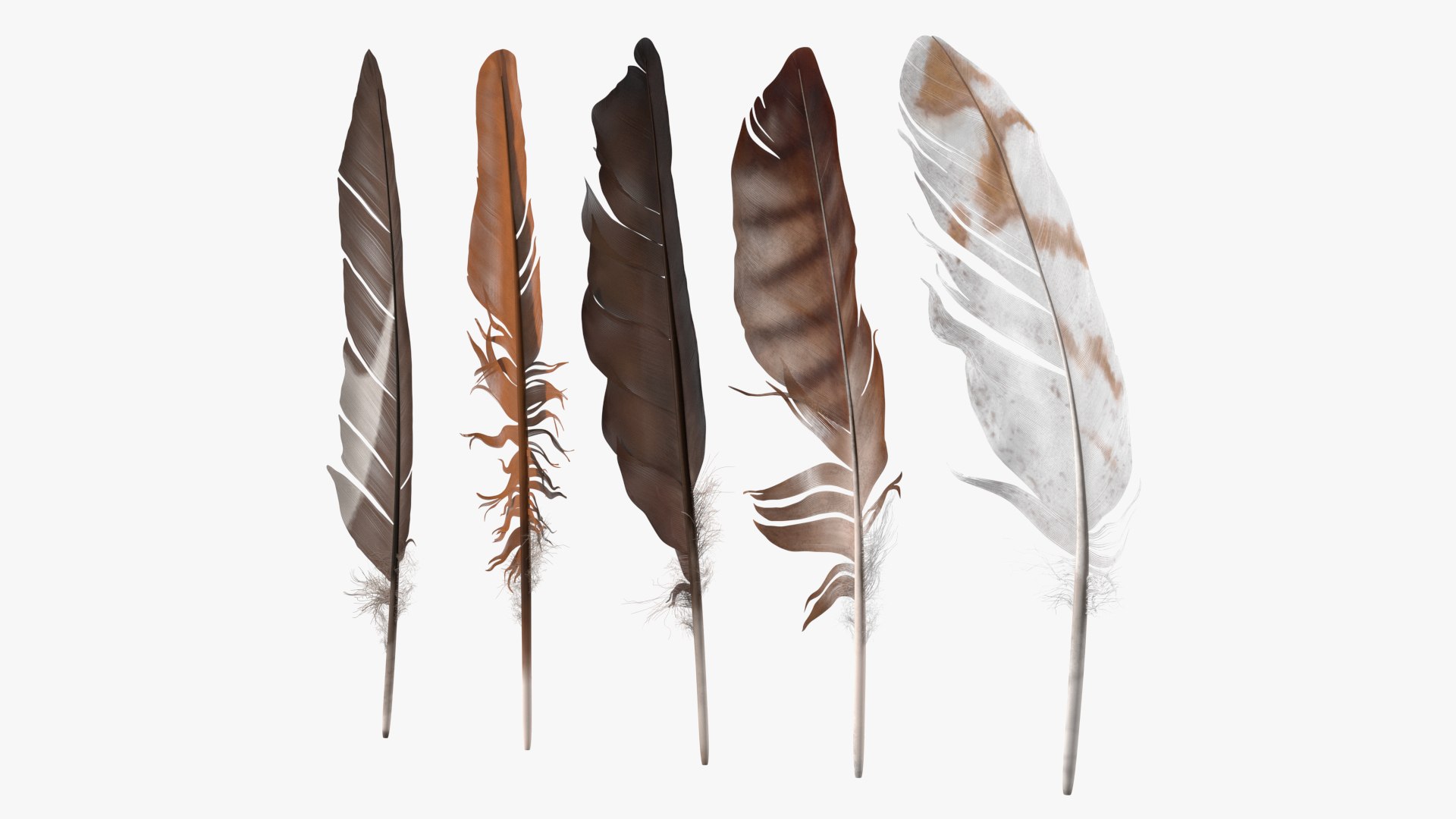 3D Bird Feathers - TurboSquid 2163491