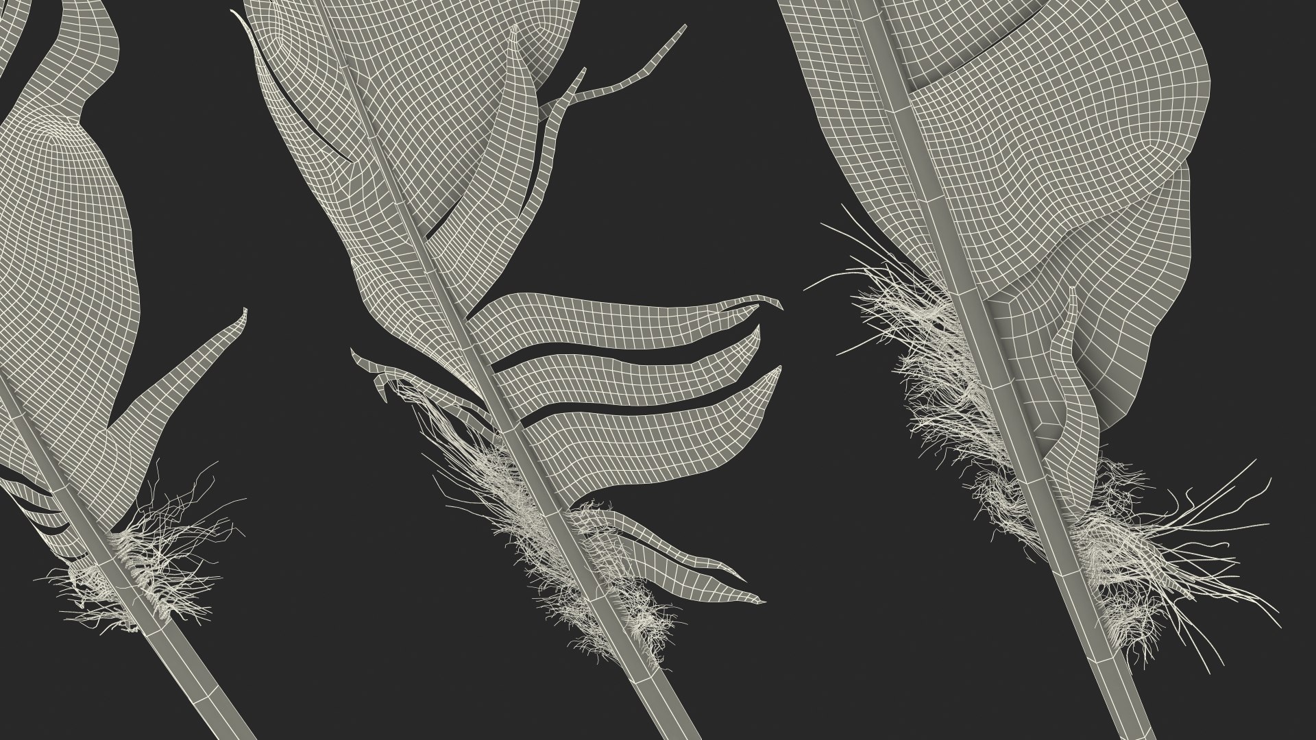 3D Bird Feathers - TurboSquid 2163491