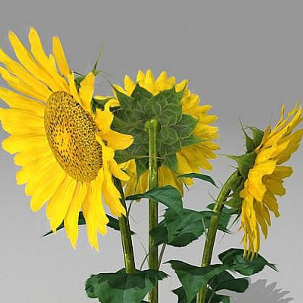 flower bouquet 3d model