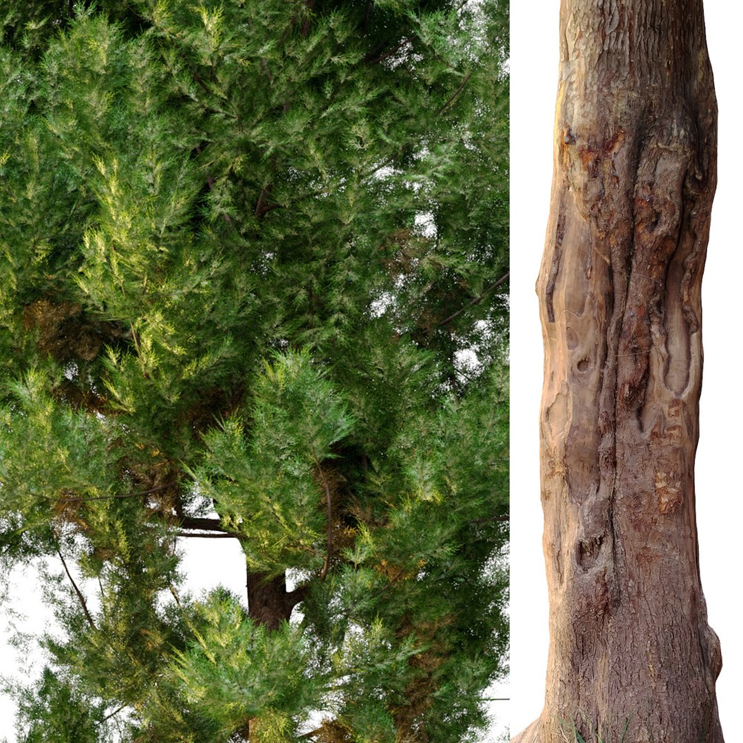 3D Cypress Tree 6 - TurboSquid 1949901