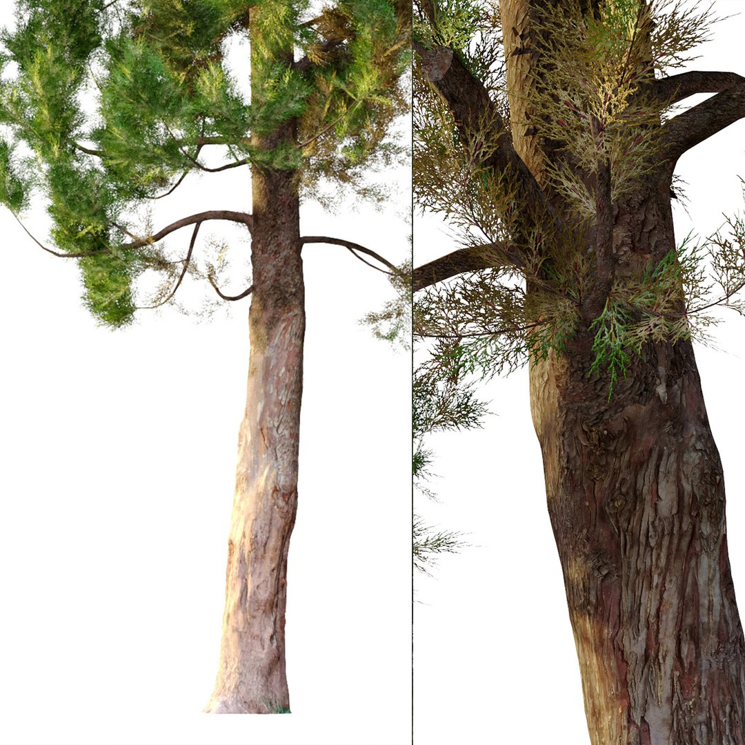 3D Cypress Tree 6 - TurboSquid 1949901