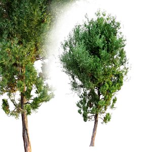 Cypress tree 05 3D - TurboSquid 1949903