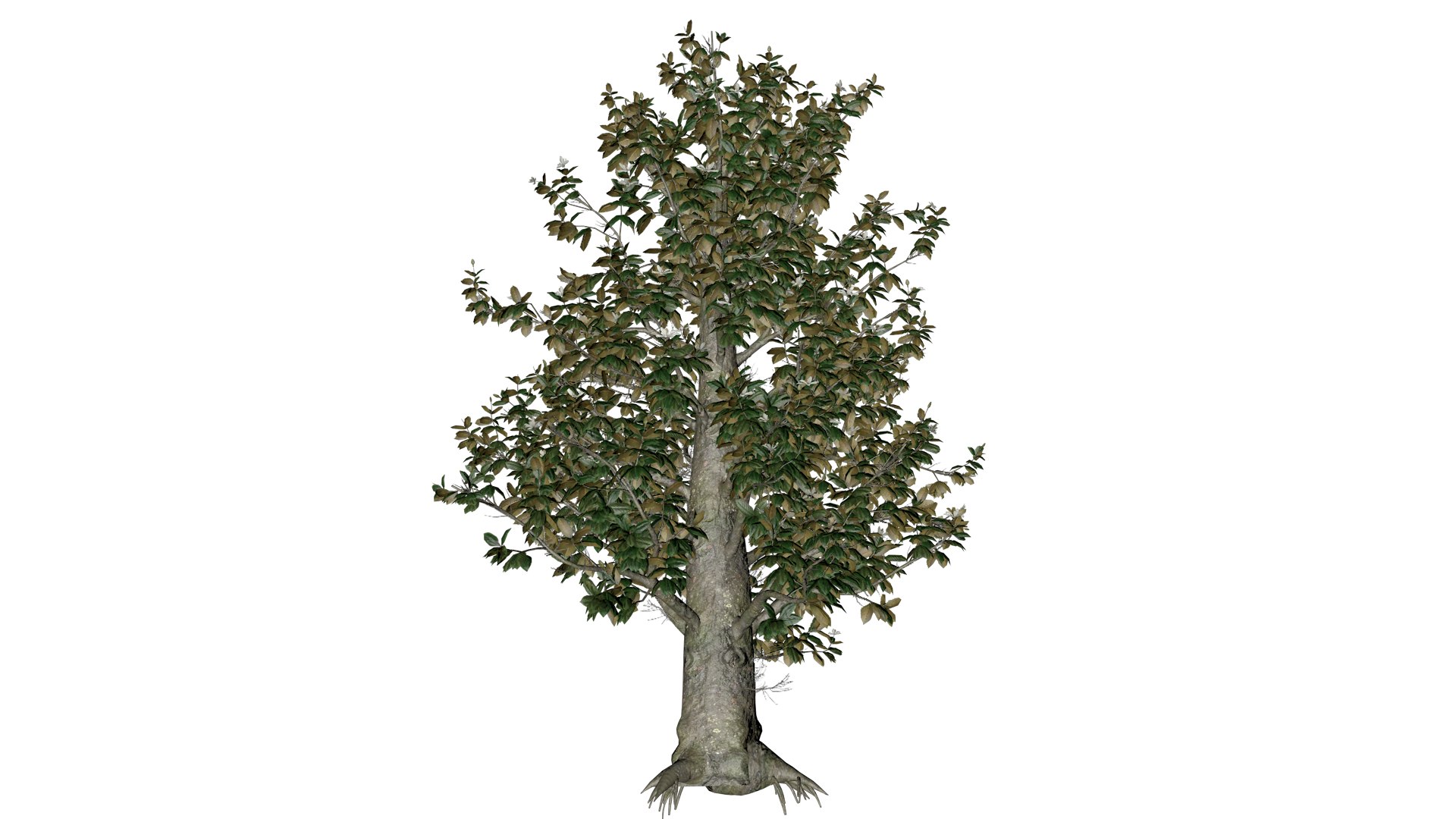 3D Southern Magnolia Tree - 08 - - TurboSquid 2377825