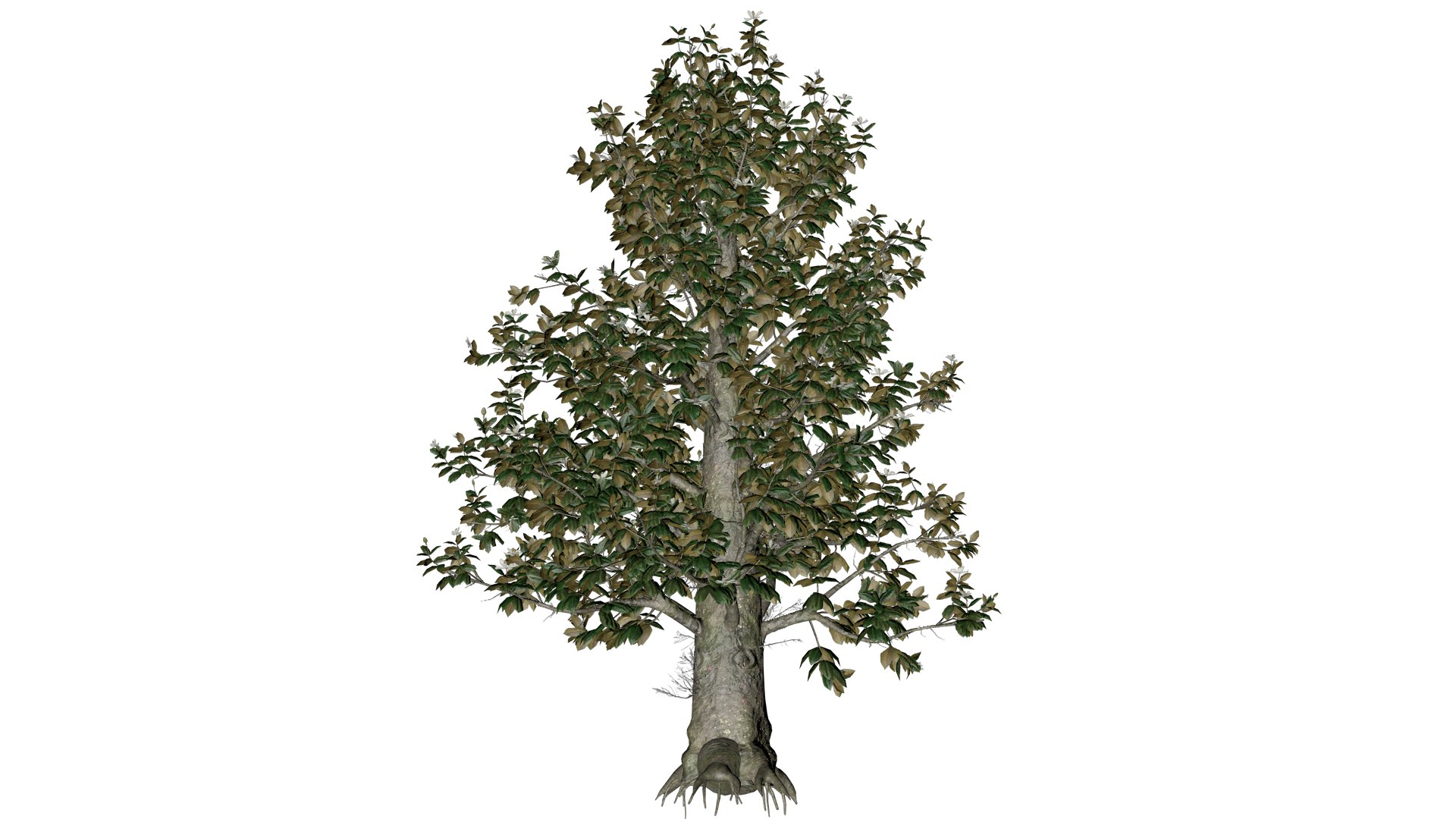 3D Southern Magnolia Tree - 08 - - TurboSquid 2377825
