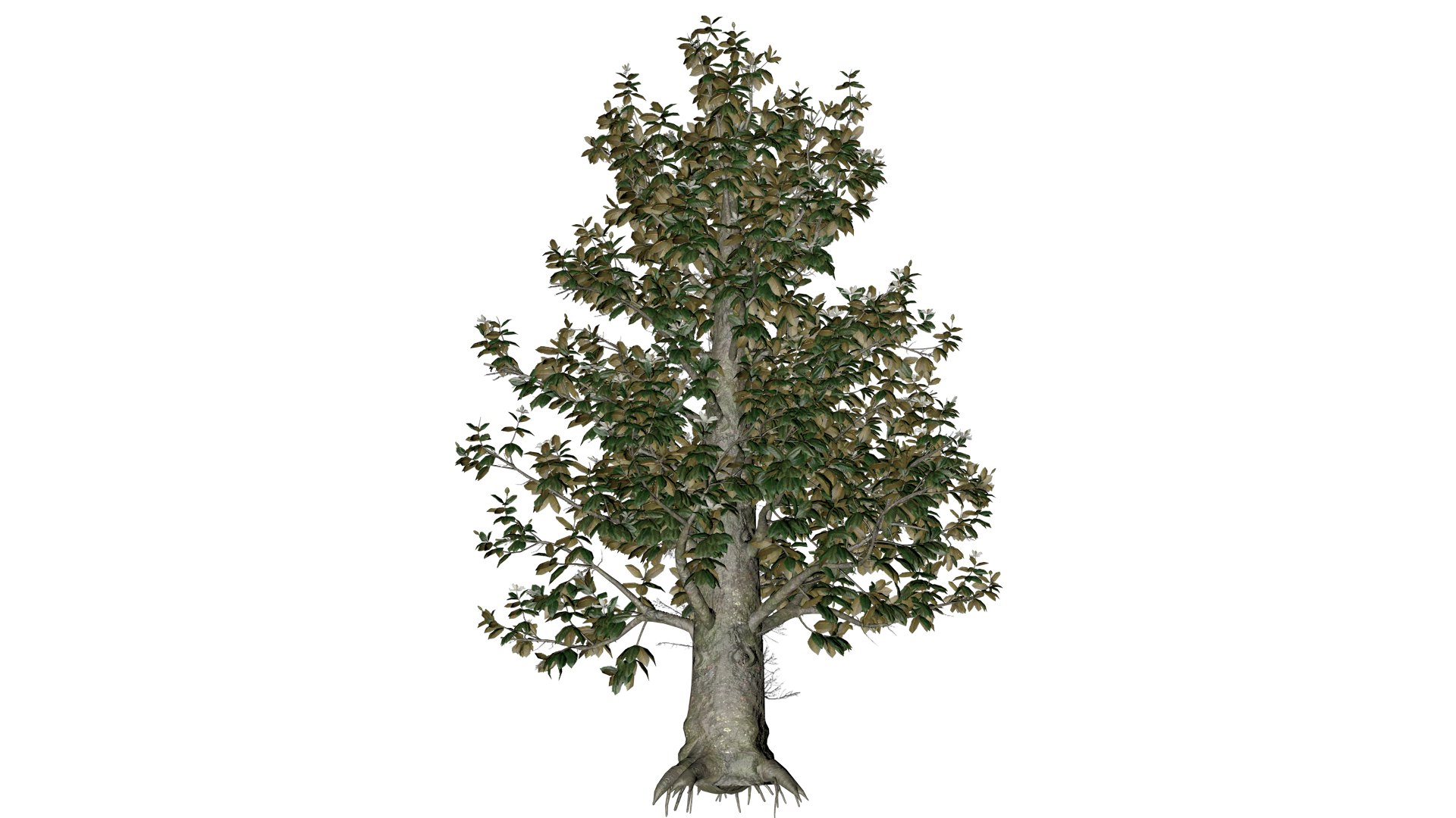 3D Southern Magnolia Tree - 08 - - TurboSquid 2377825