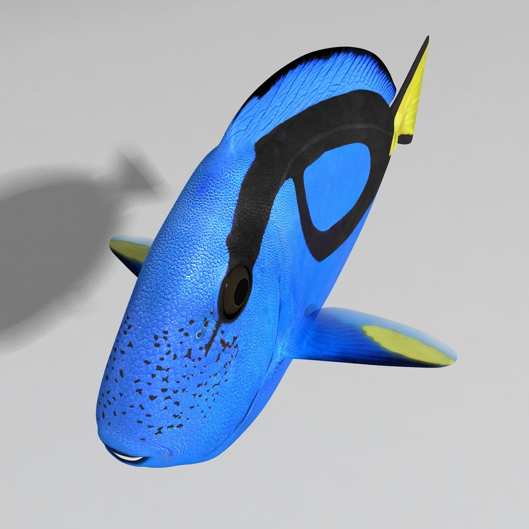3d Blue Tang - Paracanthurus