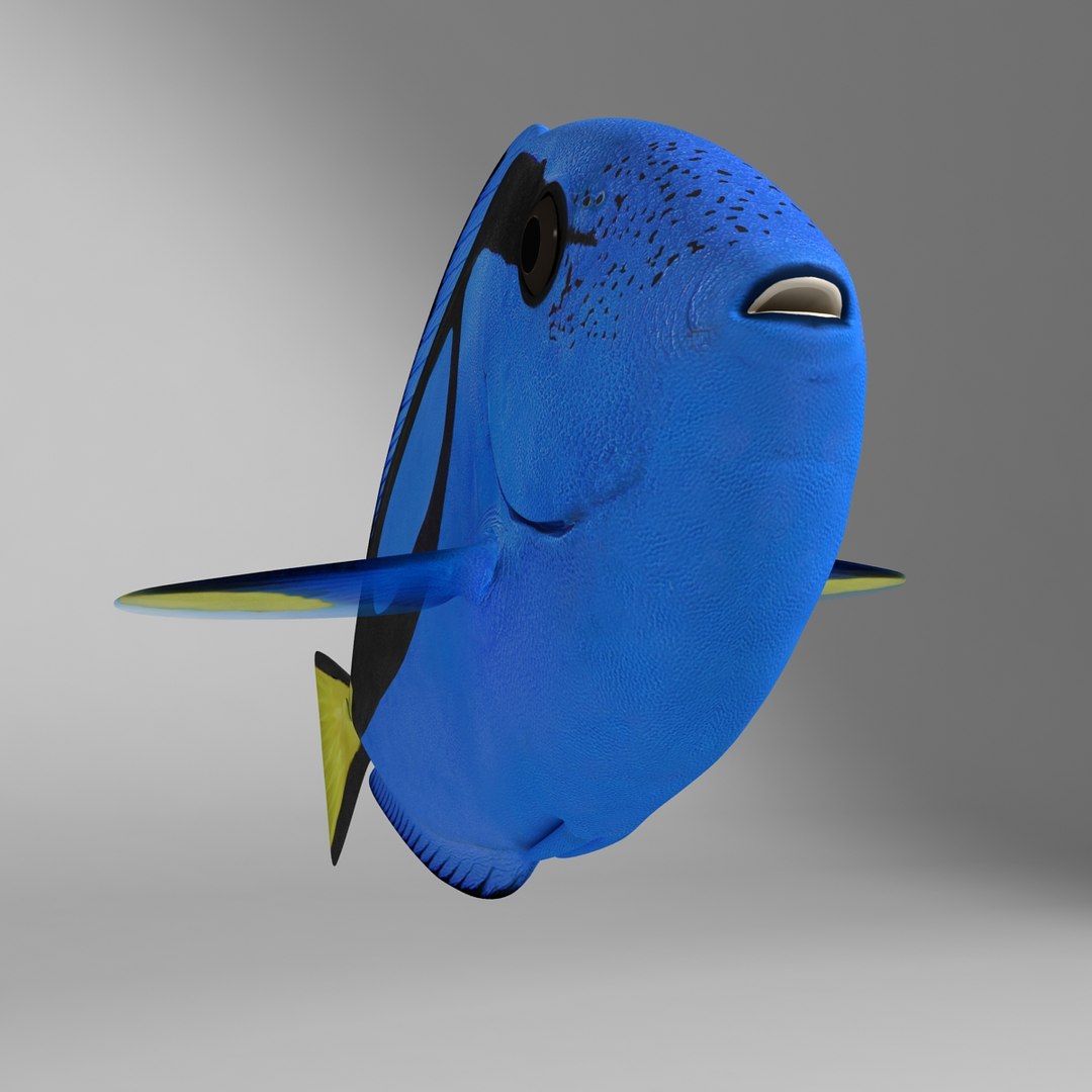 3d Blue Tang - Paracanthurus