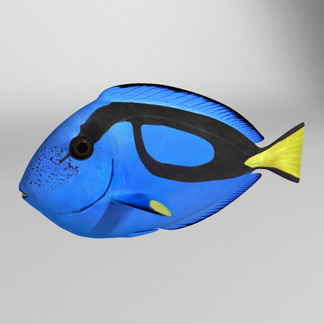 3d Blue Tang - Paracanthurus
