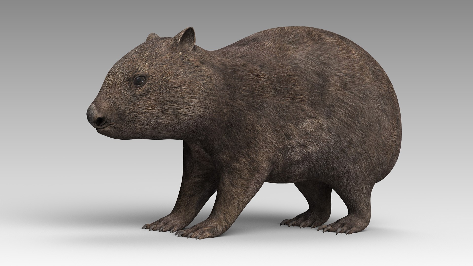 Common Wombat 3D Model - TurboSquid 1505099