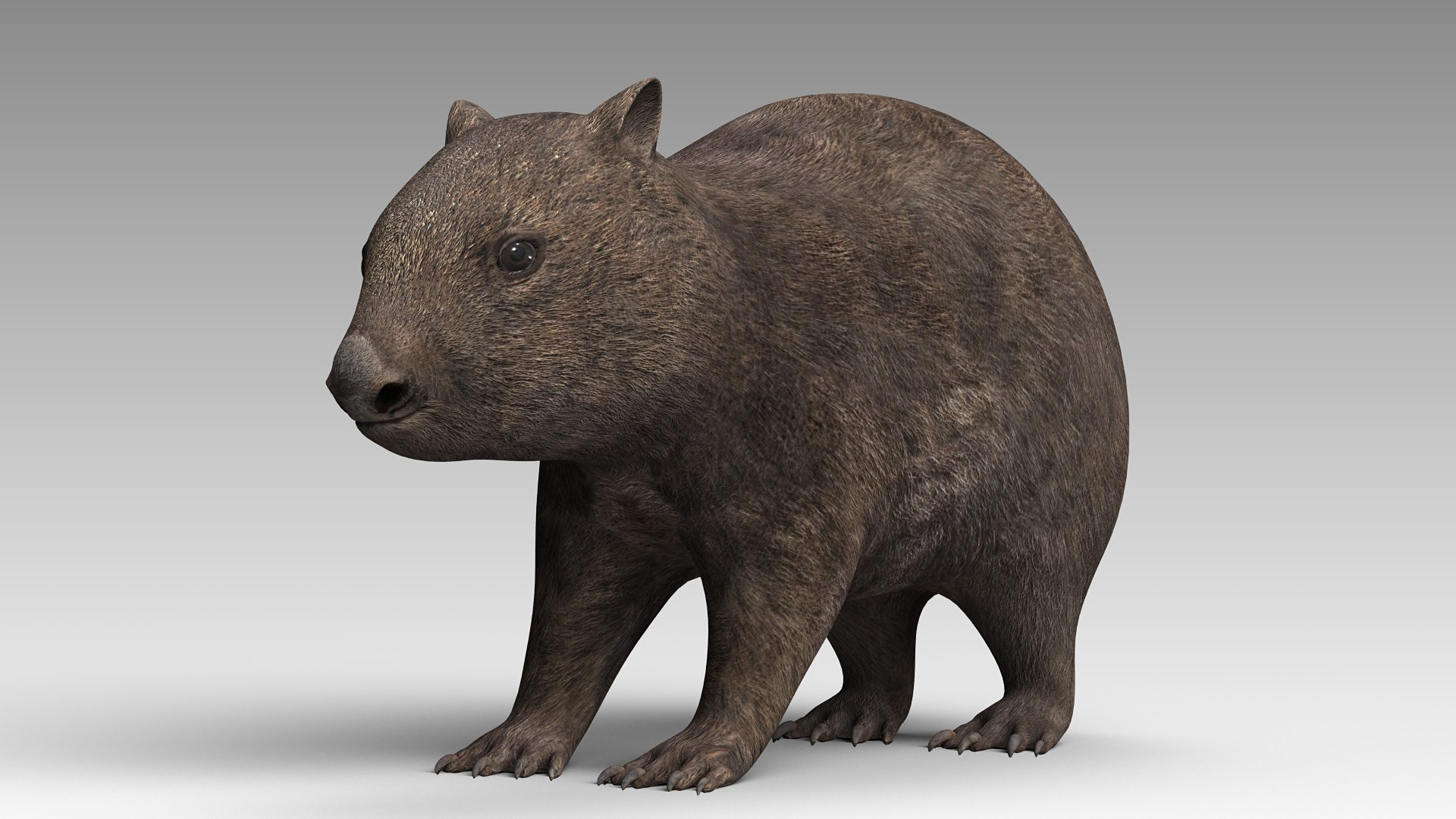 Common Wombat 3D Model - TurboSquid 1505099