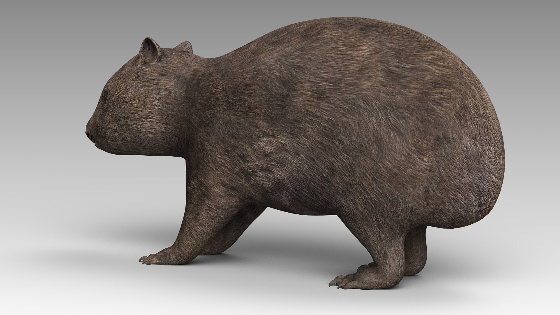 Common Wombat 3D Model - TurboSquid 1505099