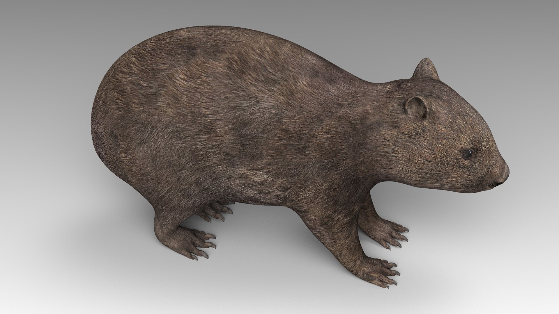 Common Wombat 3D Model - TurboSquid 1505099