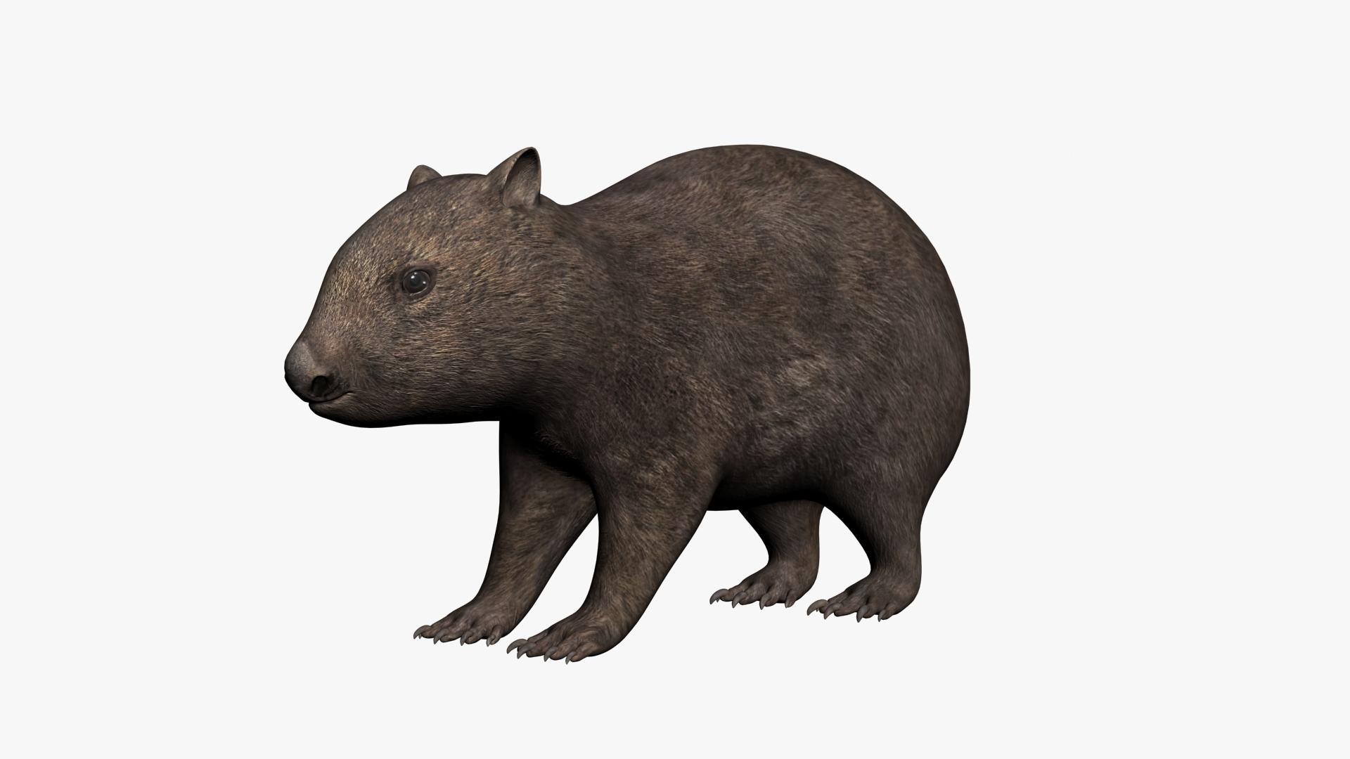 Common Wombat 3D Model - TurboSquid 1505099