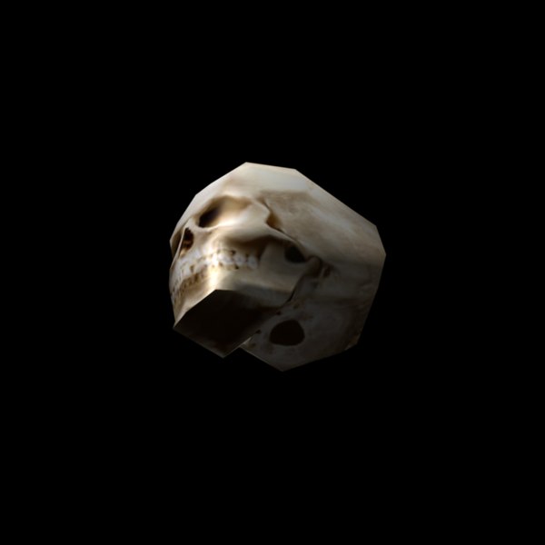 3d human skull